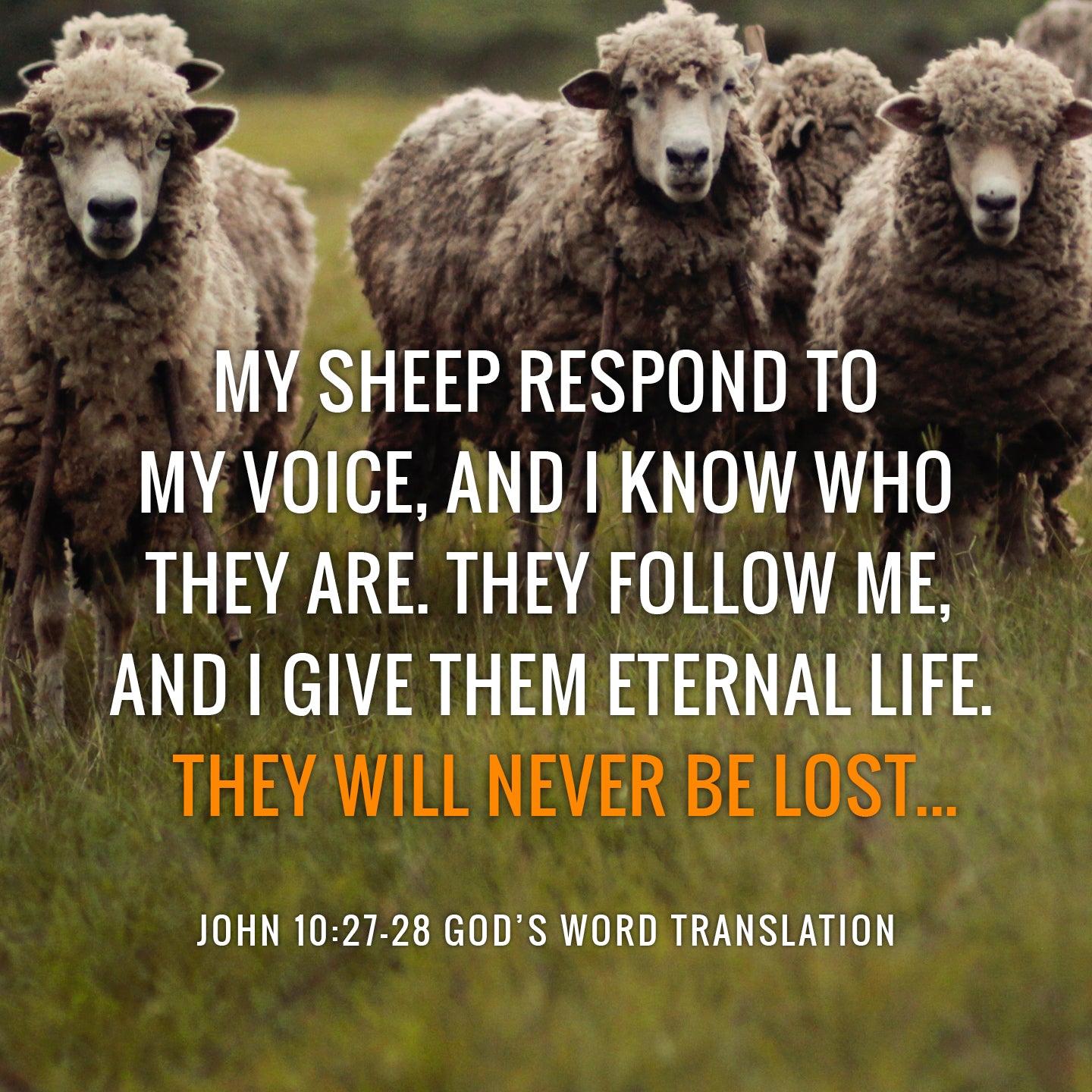 Compare John 10 27 28 My Sheep Follow Me And I Give Them Eternal Life Compare John 10 27 28 My Sheep Follow Me And I Give Them Eternal Life