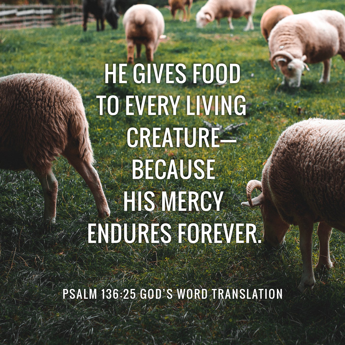 Compare Psalm 136 23 26 Give Thanks To God his Mercy Endures Forever Compare Psalm 136 23 26 Give Thanks To God his Mercy Endures Forever