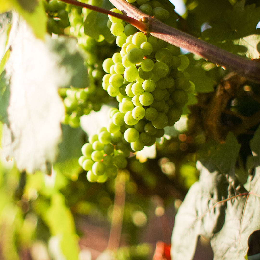 GOD’S WORD Translation | God’s Word for Today: August 2 – God’s Word ...