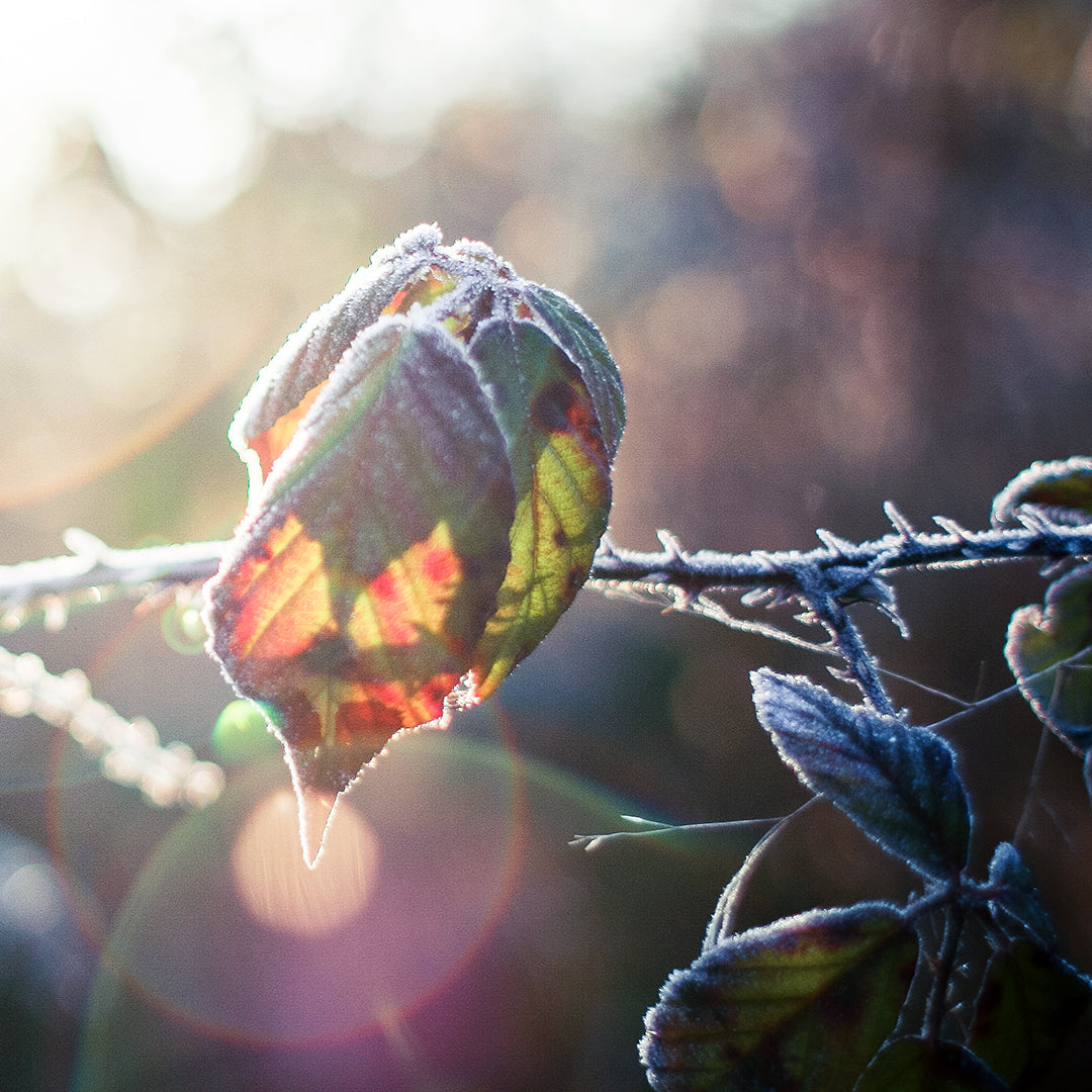 GOD’S WORD Translation | God Gives Hope When Dreams Break Down – God’s ...